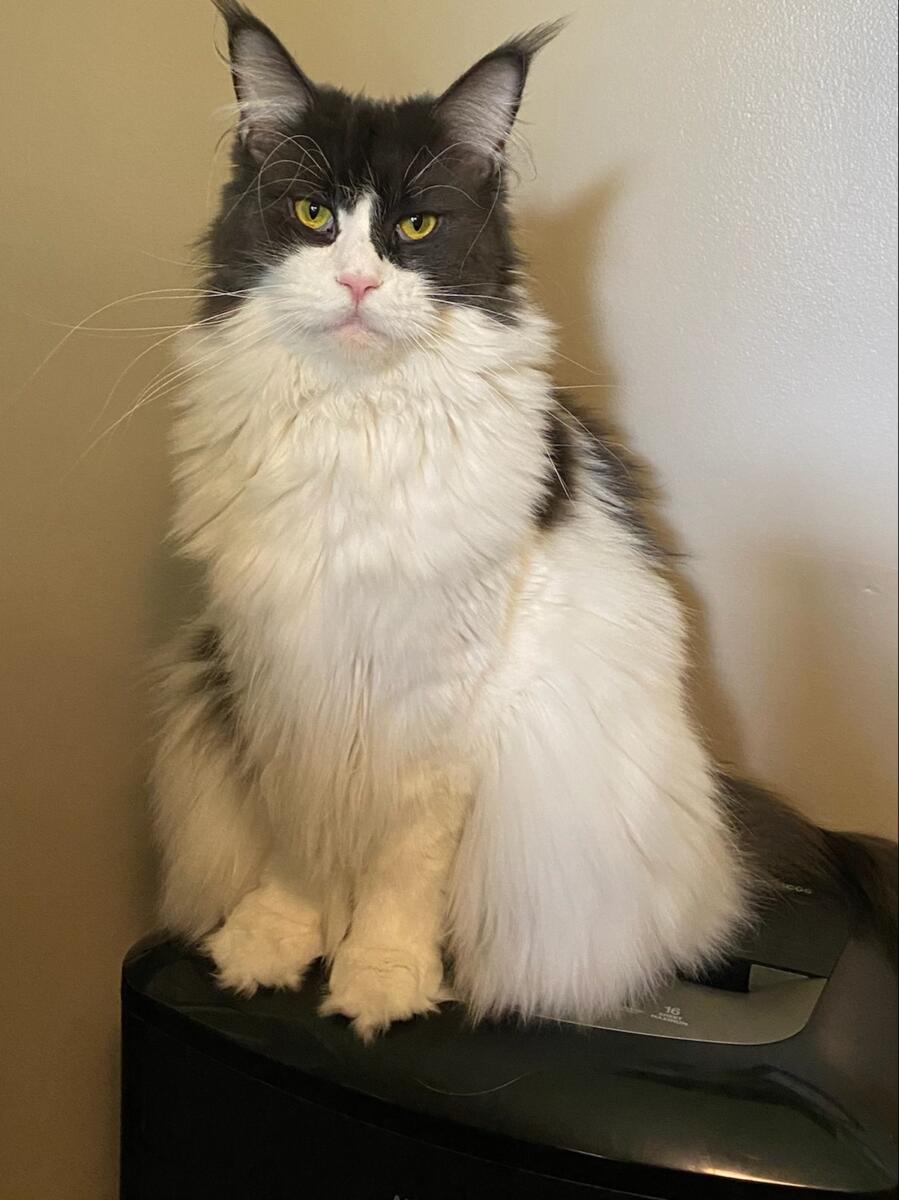 Retired Adults - MegaPawz Maine Coon Cattery