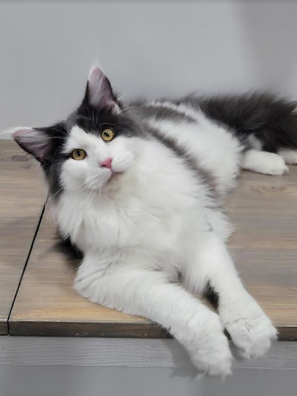 Maine Coon Boys - MegaPawz Maine Coon Cattery